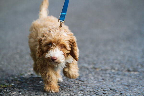 Best Dog Leash Training Tips