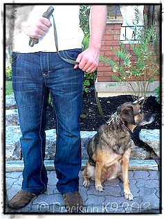 Training Your Dog to Stay the Easy Way